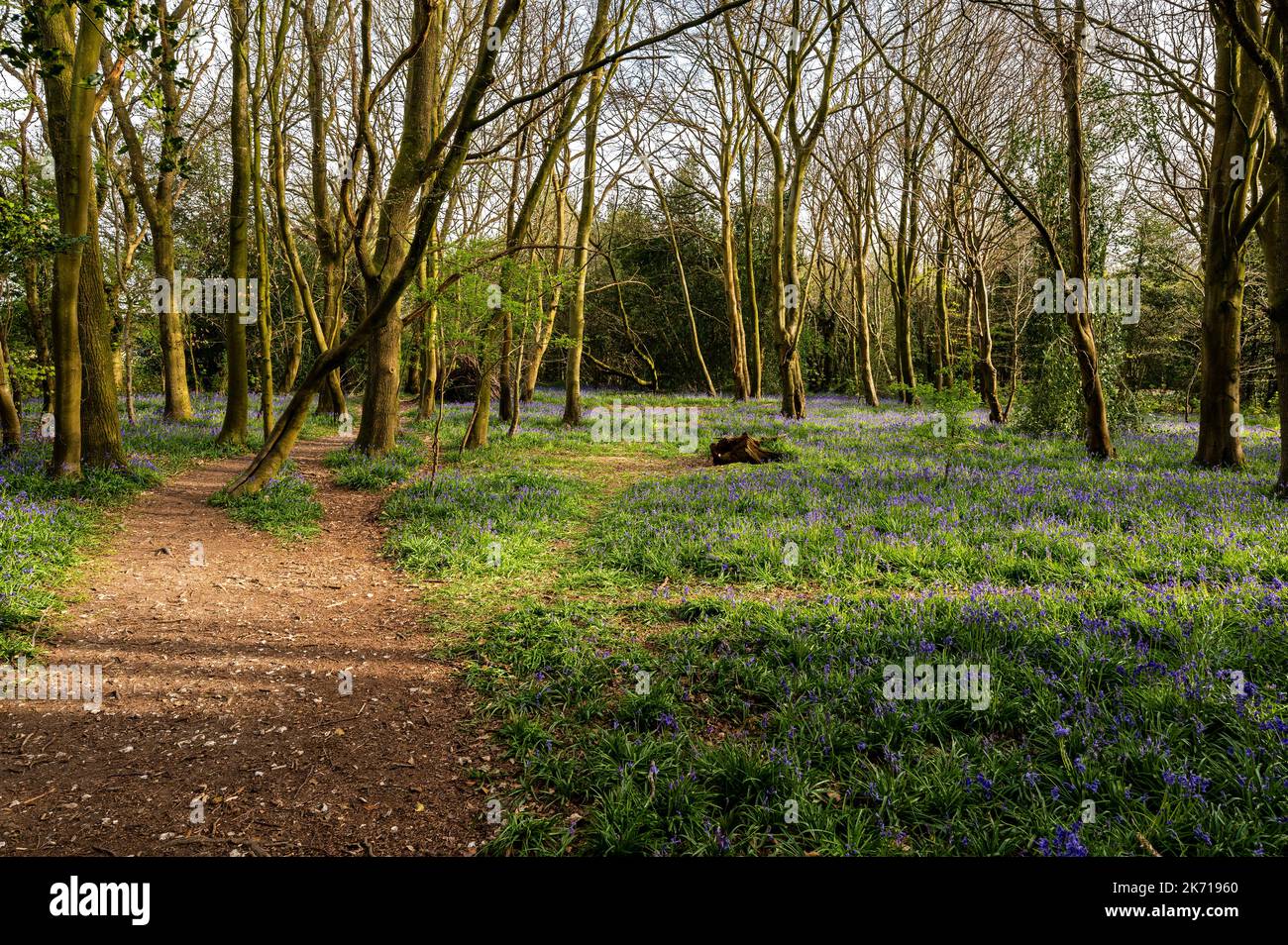 Slindon wood uk hi-res stock photography and images - Alamy