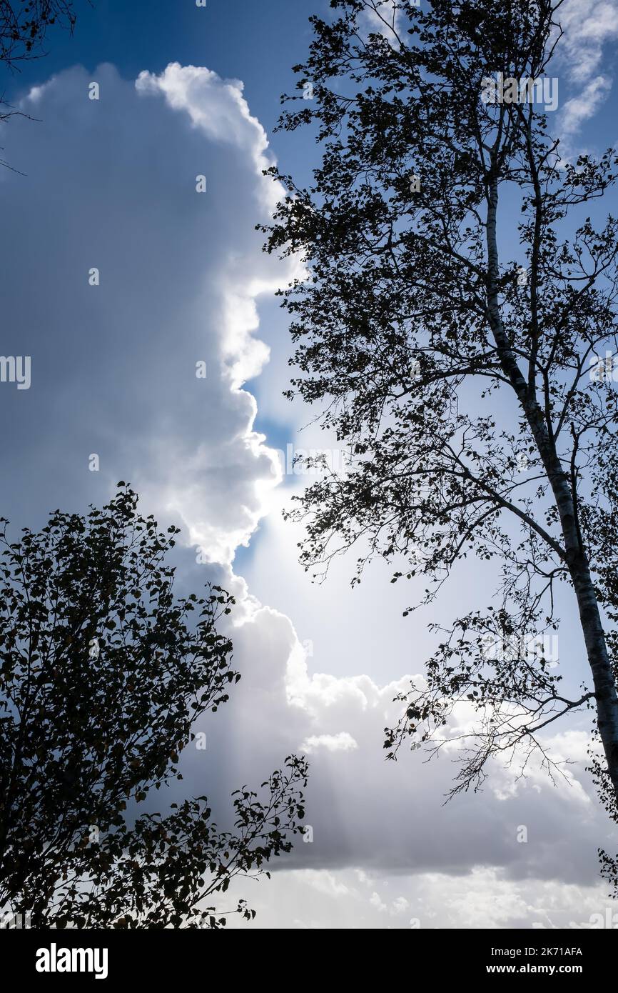 Trees with green foliage against the backdrop of large cumulus clouds ...