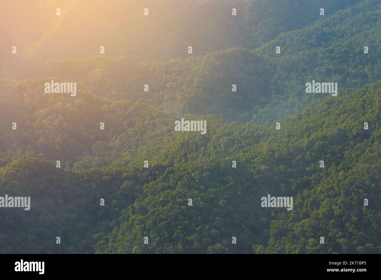 Light leak in forest hi-res stock photography and images - Alamy