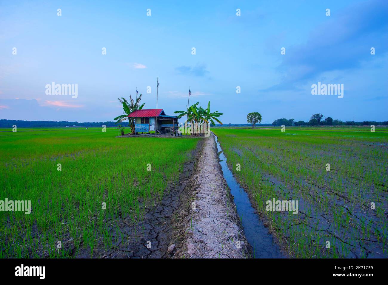 Old traditional rice field bamboo bad weather hut, showing rice field ...