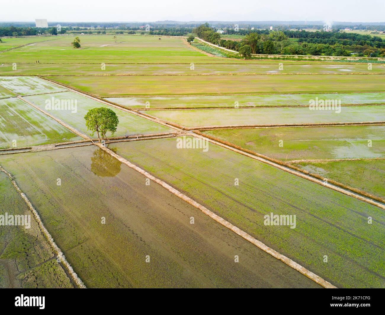 Paddy field at sunset hi-res stock photography and images - Alamy