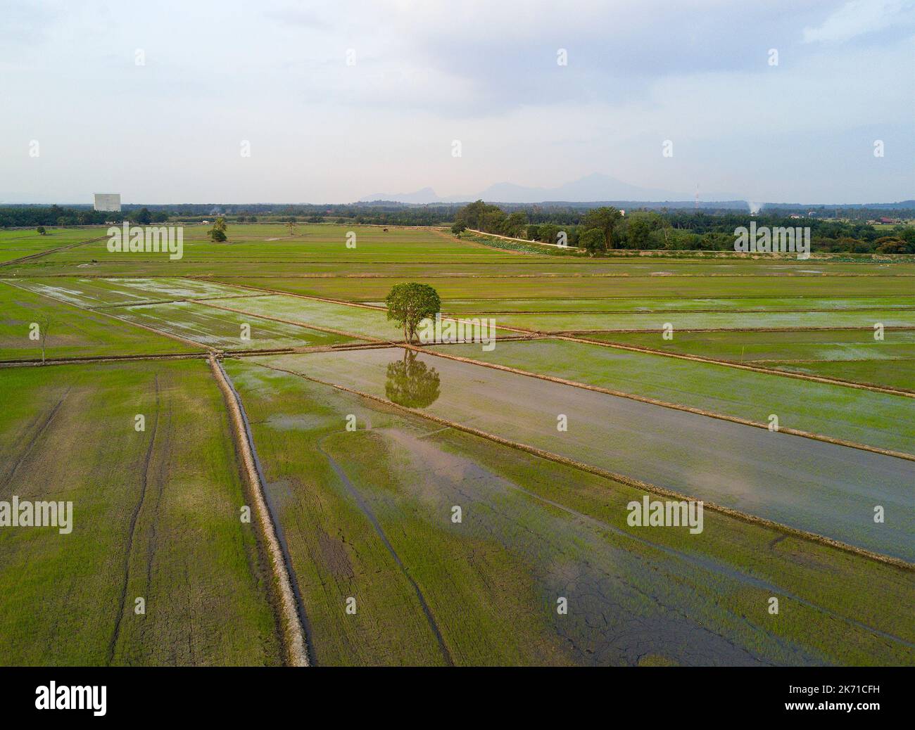 View of paddy field hi-res stock photography and images - Alamy