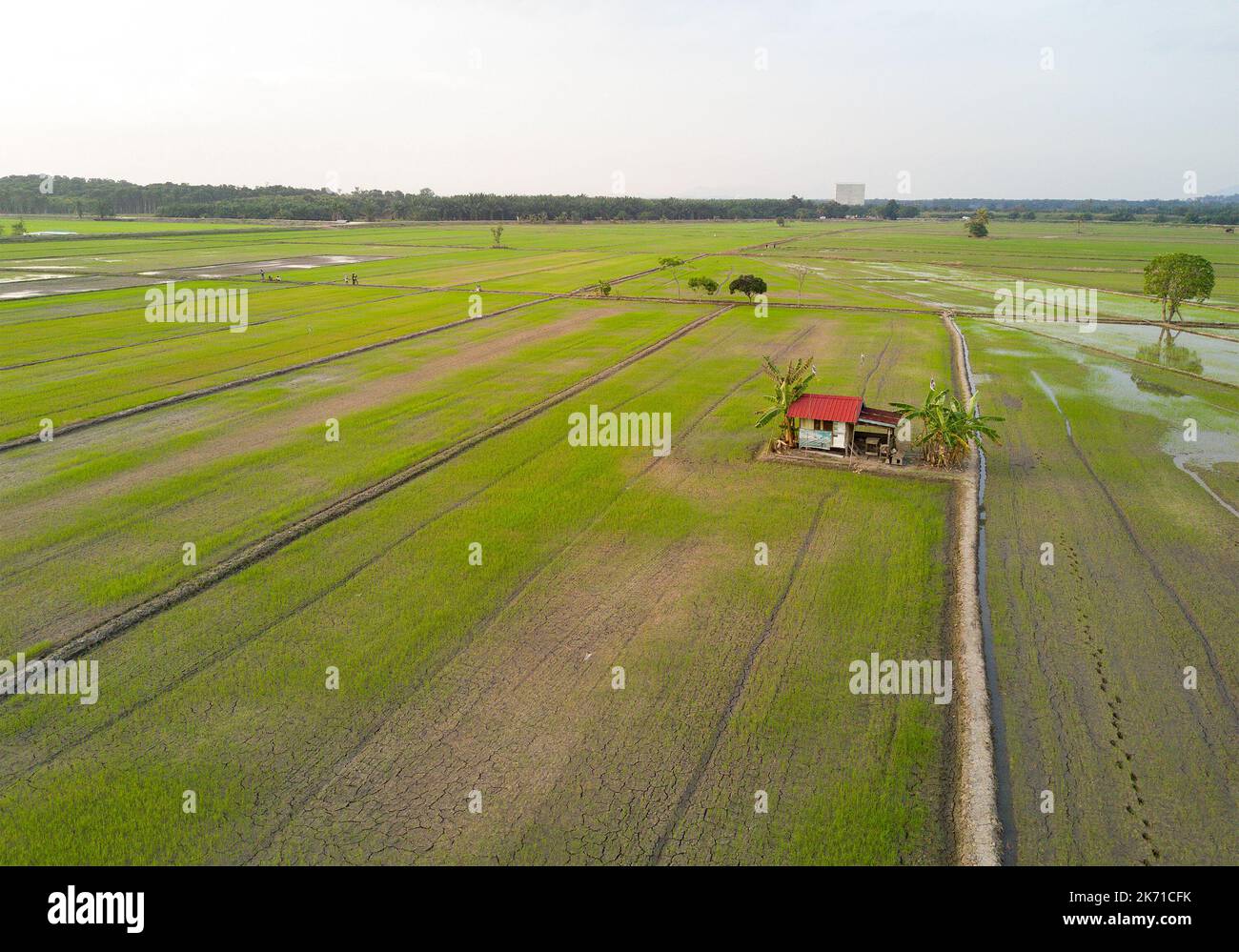 Arial view of paddy field during sunset Stock Photo - Alamy
