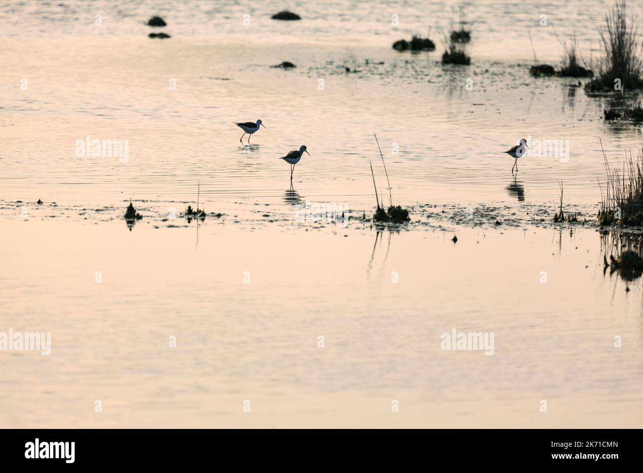 Observing of birds in nature . Birdwatching on the lake Stock Photo - Alamy