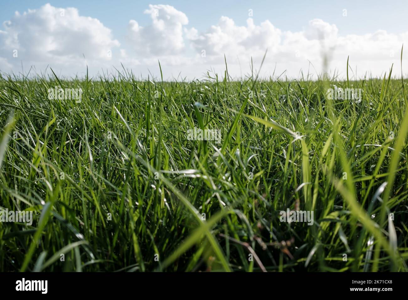 Pasture with green juicy grass, good food for livestock. Meadow on the ...