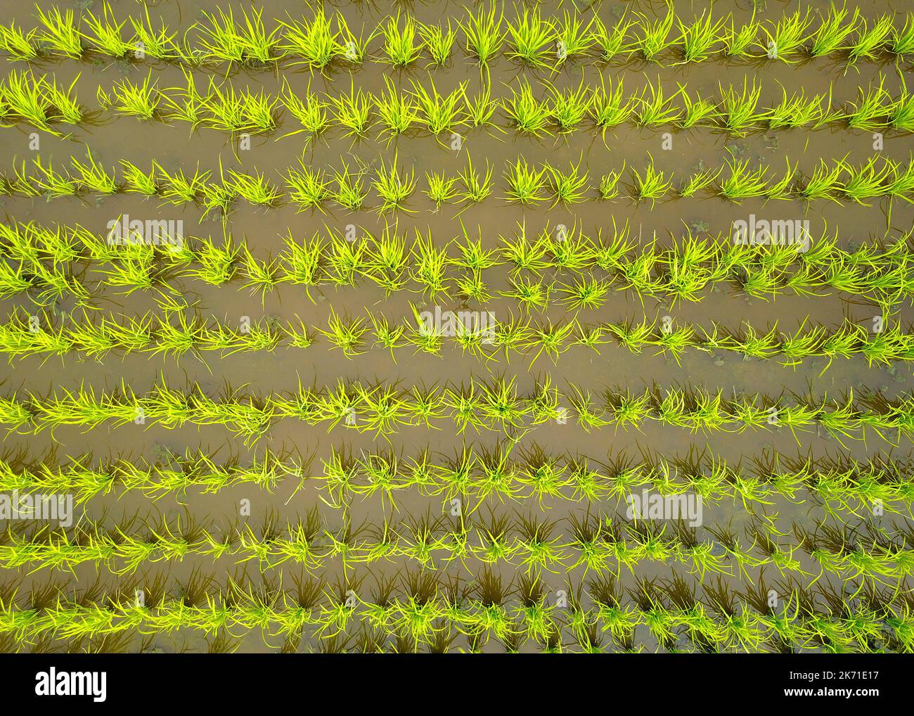Arial shot / Top view of green paddy seed Stock Photo - Alamy