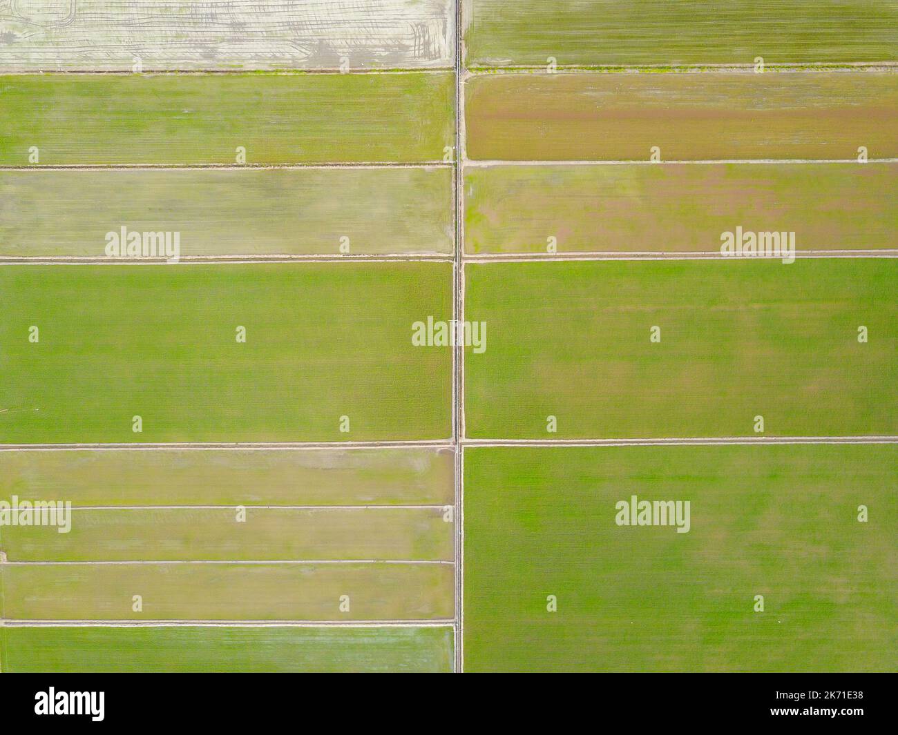 Aerial shot / Top view of green paddy seed Stock Photo - Alamy