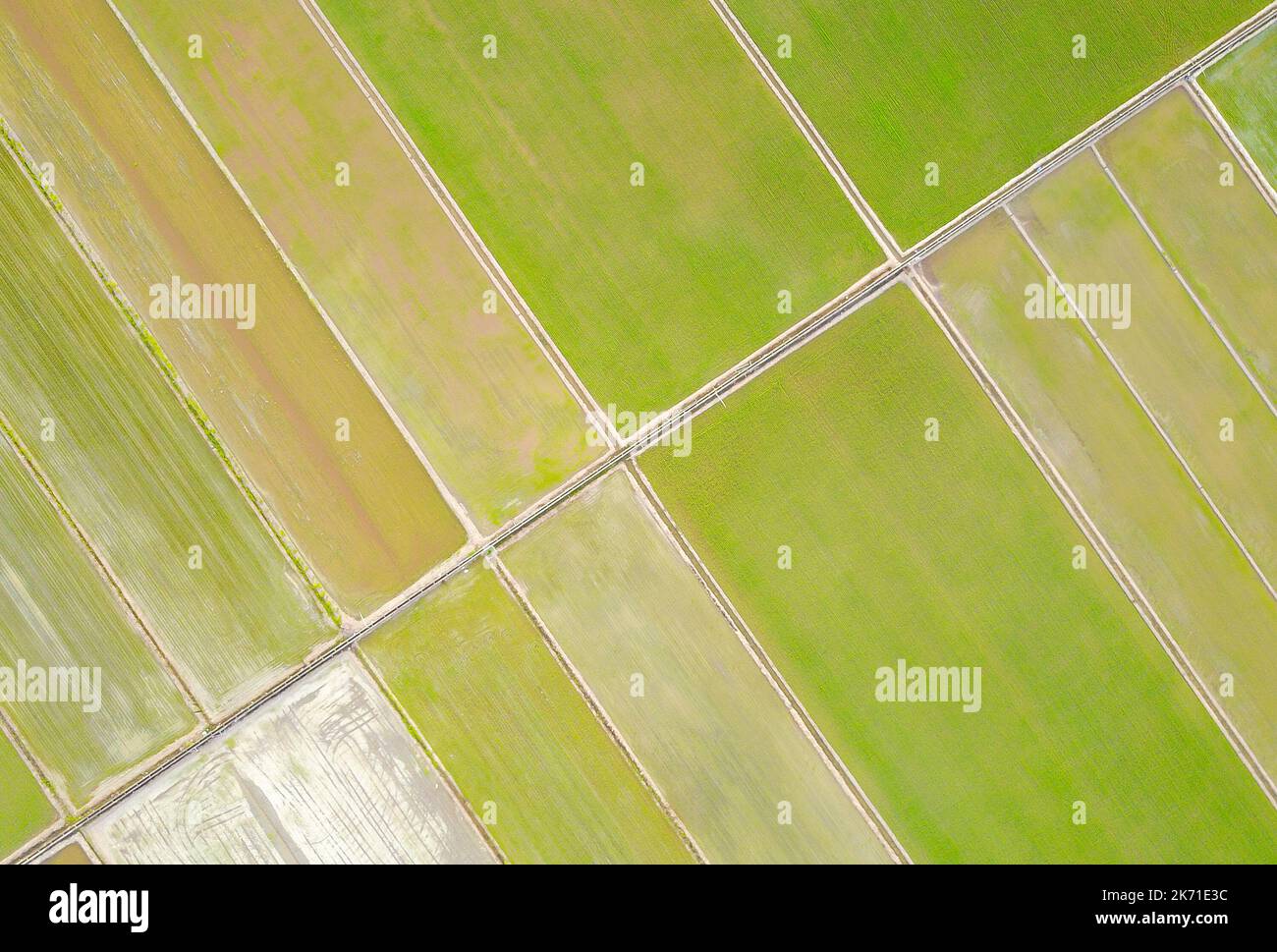 Aerial view of green paddy field at south east Asia Stock Photo - Alamy