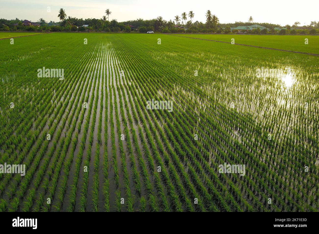 Aerial view of green paddy field at south east Asia Stock Photo - Alamy