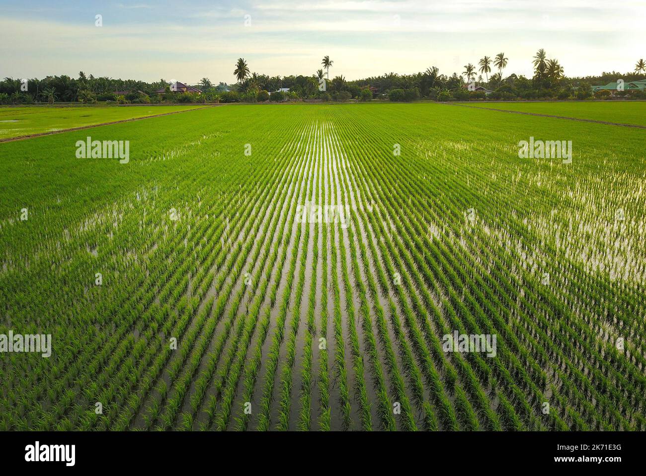 Aerial view of green paddy field at south east Asia Stock Photo - Alamy