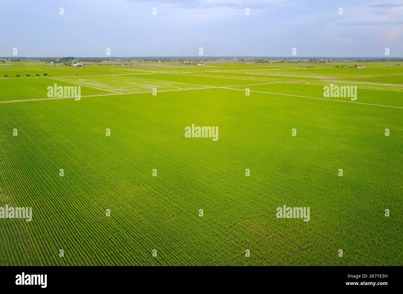 Aerial view of green paddy field at south east Asia Stock Photo - Alamy