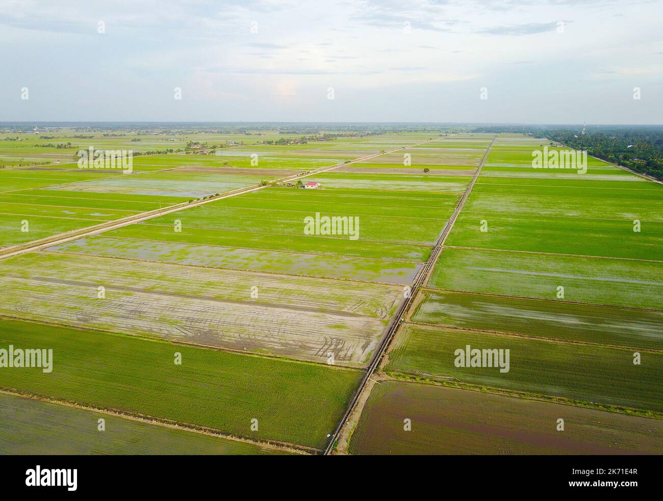 Aerial view of green paddy field at south east Asia Stock Photo - Alamy
