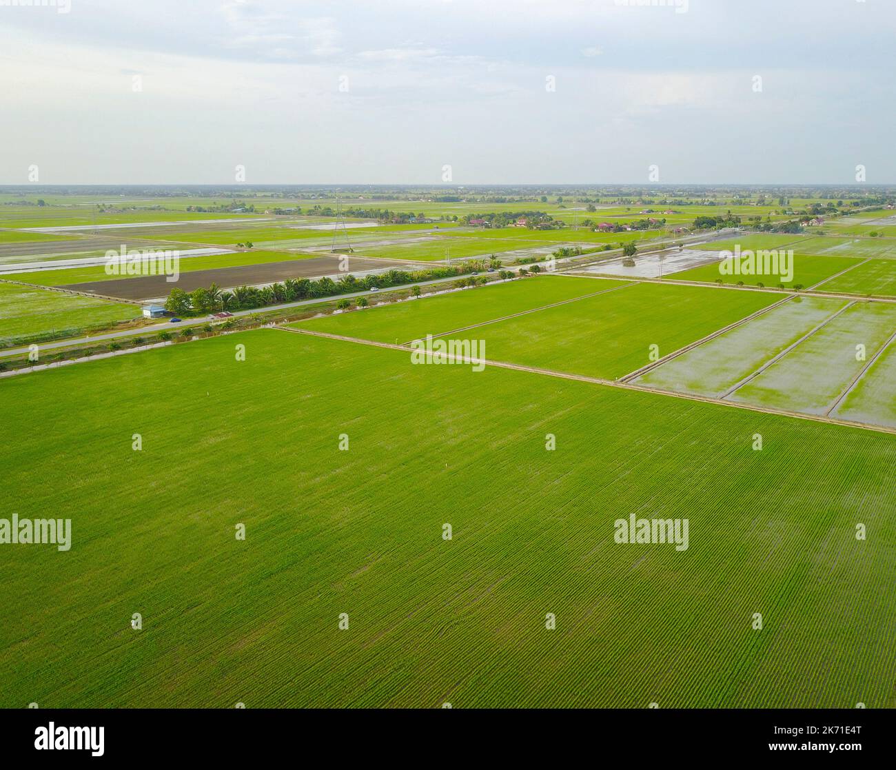 Aerial view of green paddy field at south east Asia Stock Photo - Alamy