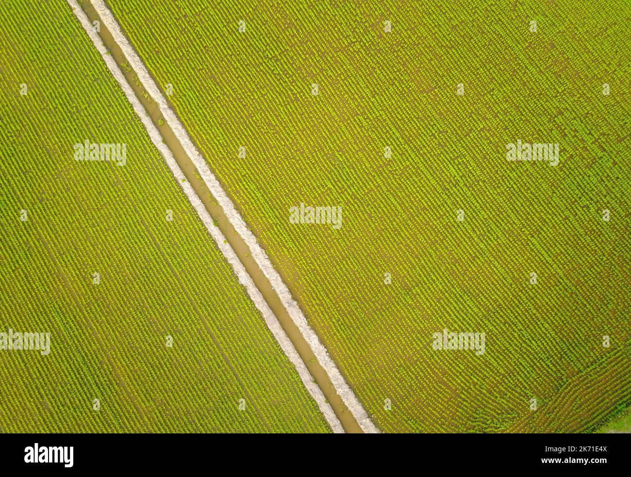Aerial view of green paddy field at south east Asia Stock Photo - Alamy