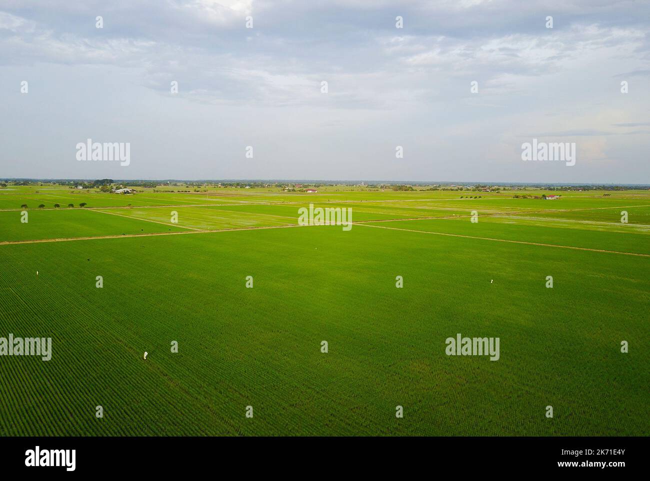 Aerial view of green paddy field at south east Asia Stock Photo - Alamy