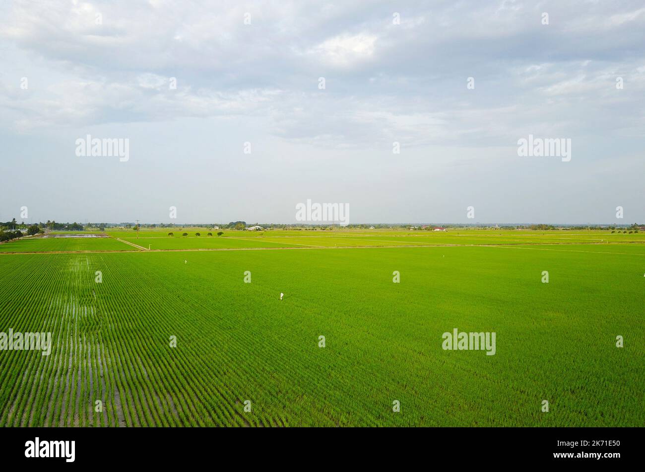 Aerial shot / Top view of green paddy seed Stock Photo - Alamy