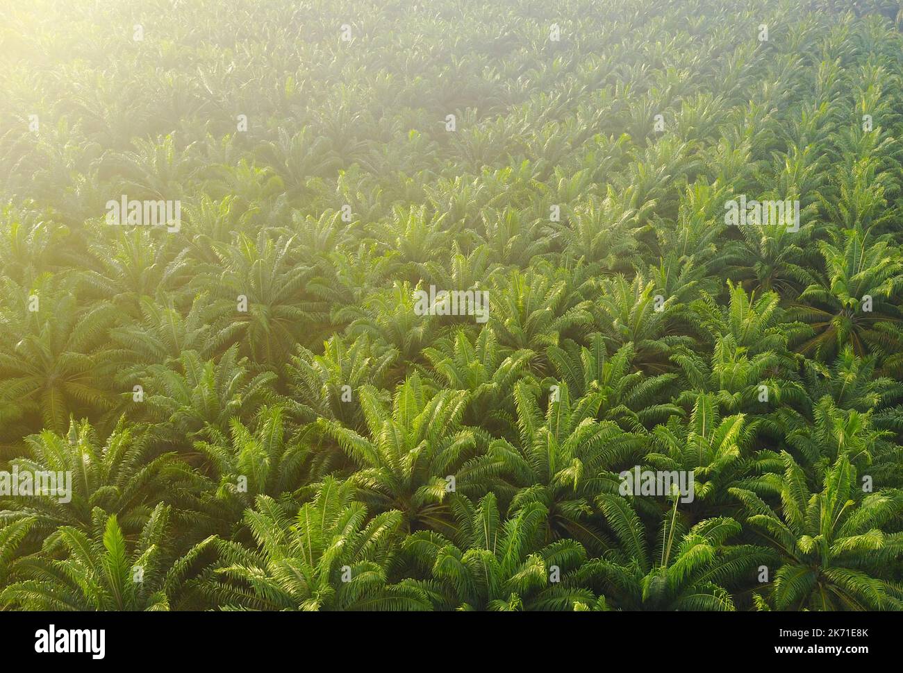 Aerial view of Palm Plantation at South East Asia Stock Photo - Alamy