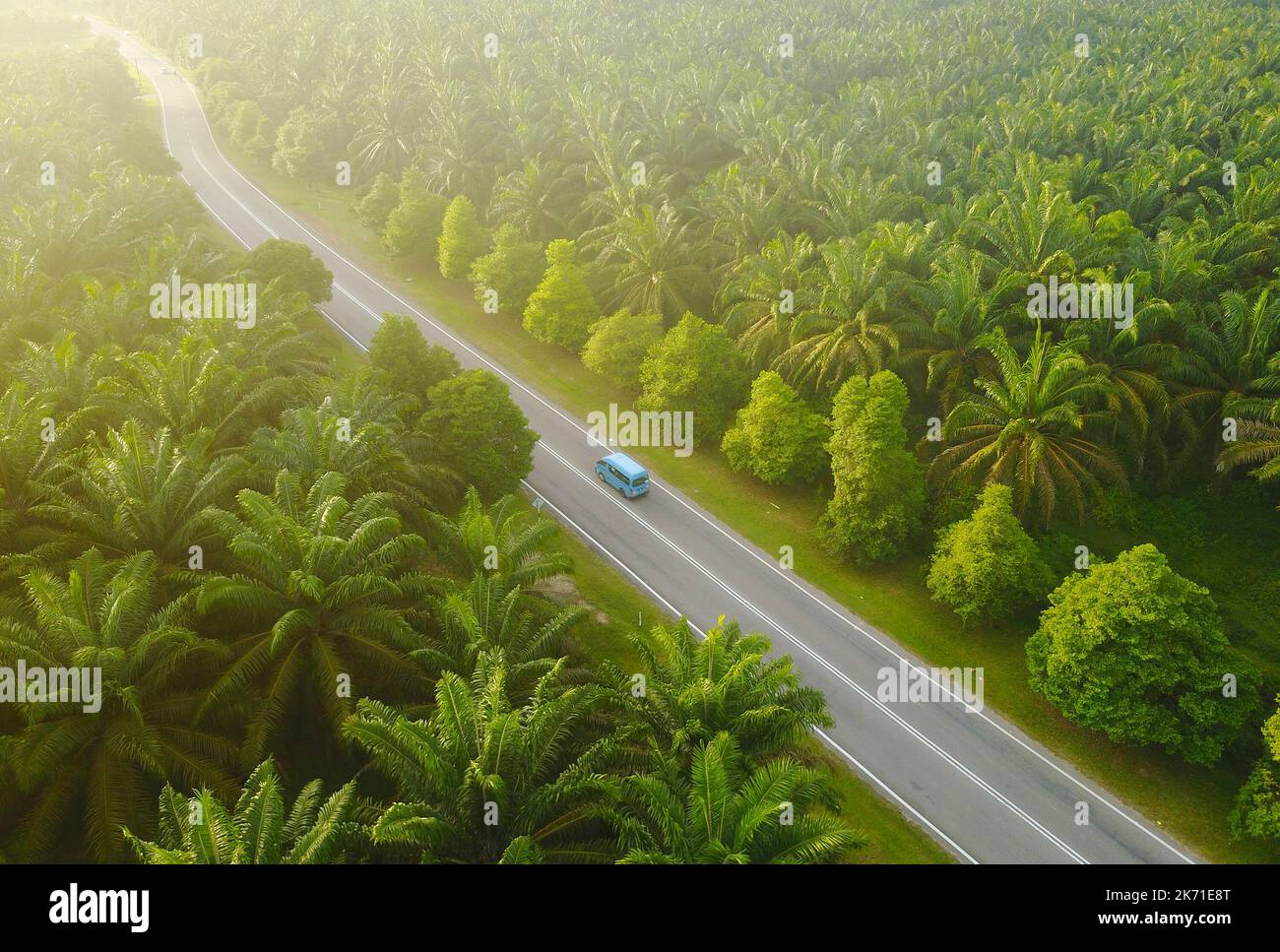 Drone of car and palm trees hi-res stock photography and images - Alamy