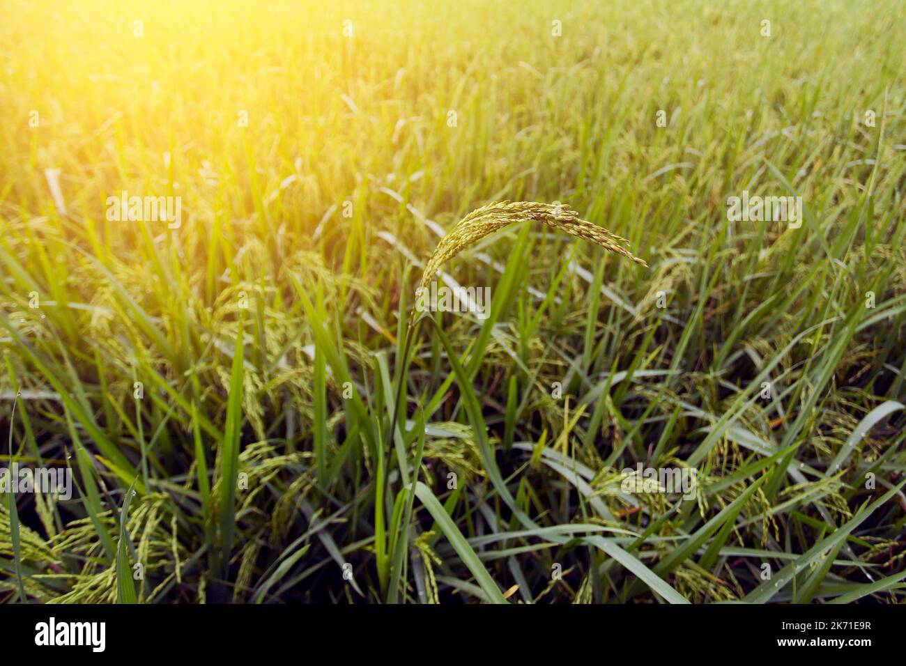 Yellow rice / paddy seed. Leadership concept Stock Photo - Alamy