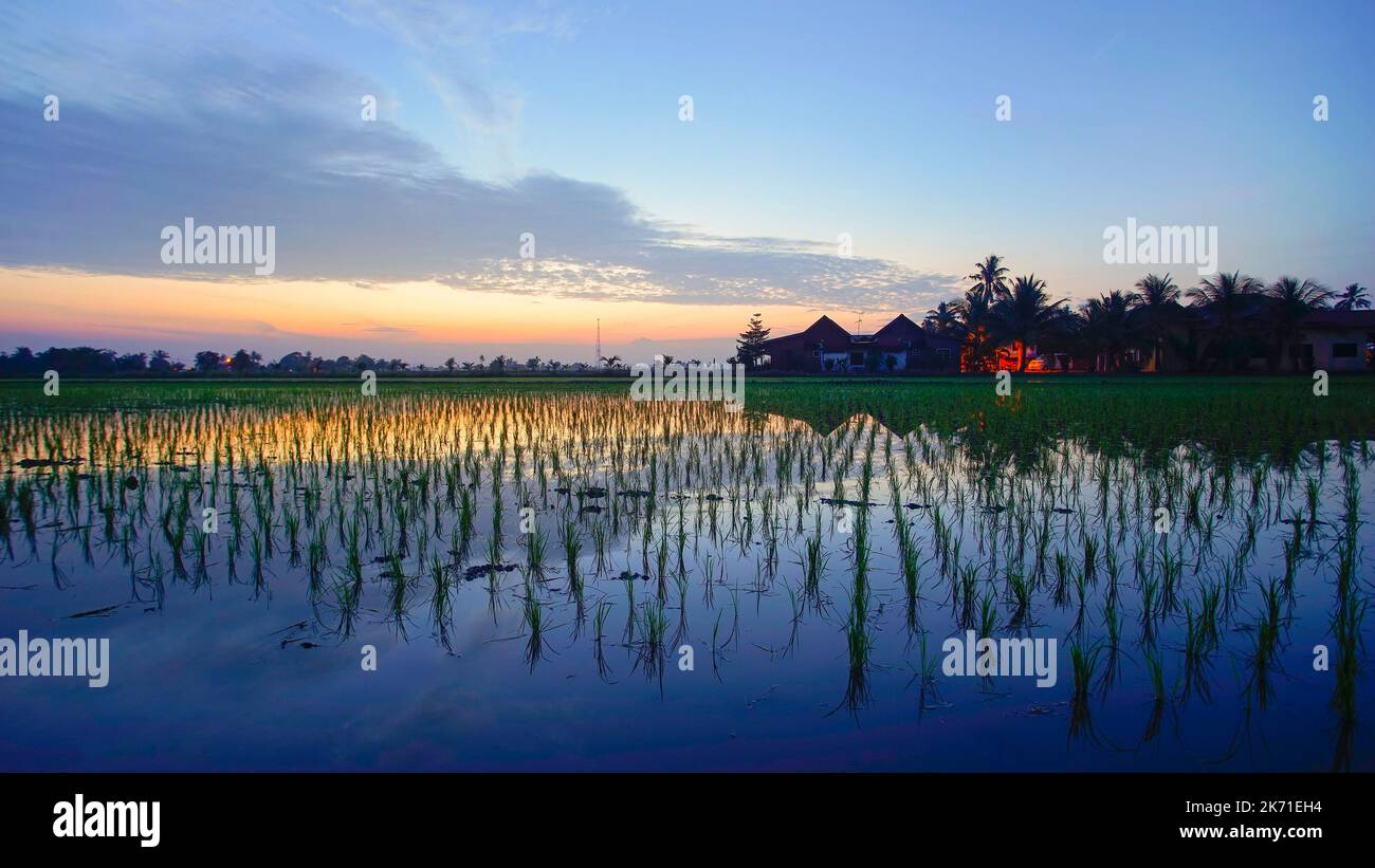Beautiful view of rice paddy field during sunrise in Malaysia. Nature ...