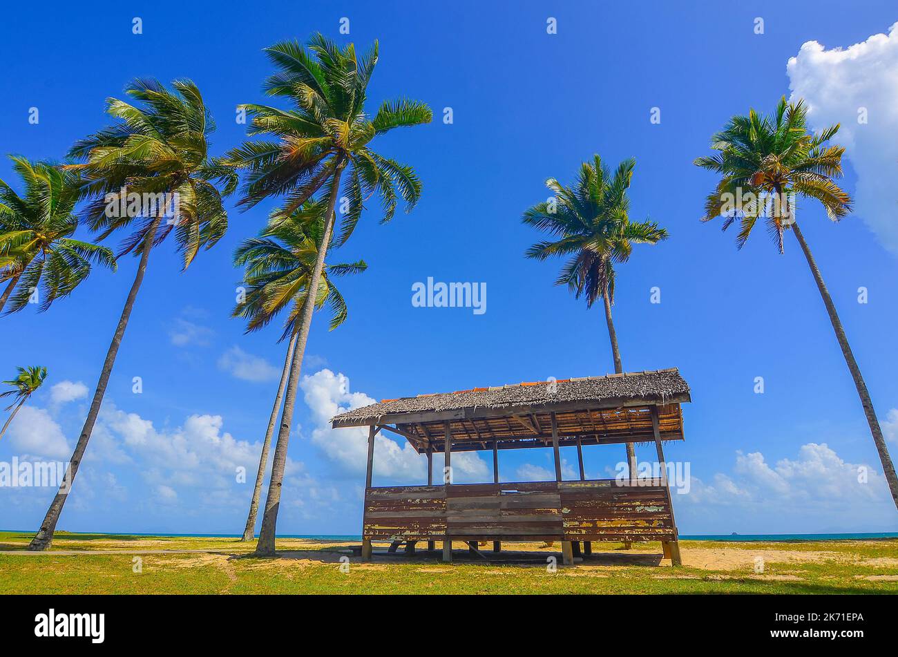 Single traditional hut surrounded by coconut / palm tree near the beach ...