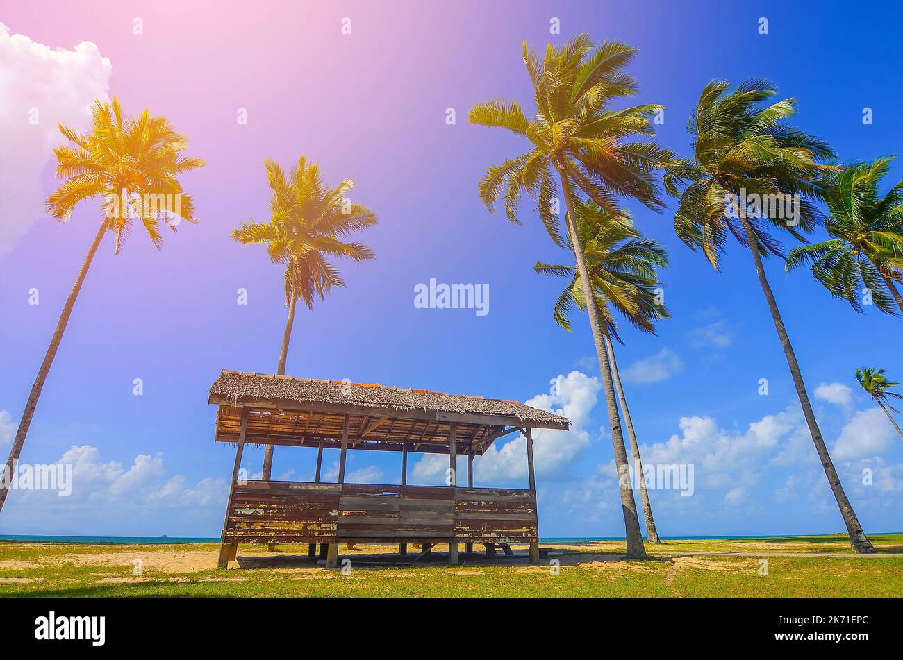 Single traditional hut surrounded by coconut / palm tree near the beach ...
