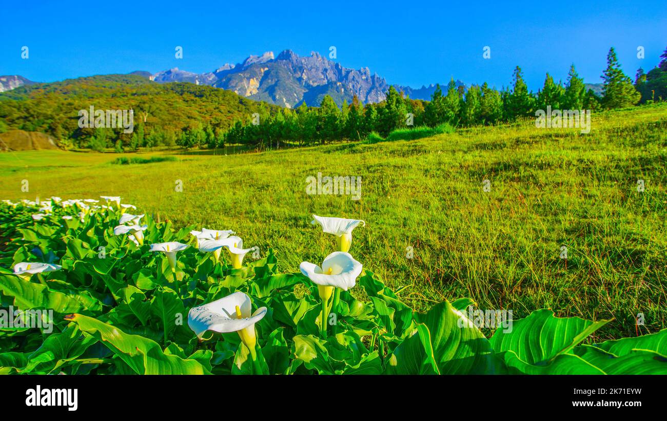 Beautiful white flower with majestic mount kinabalu at background and ...