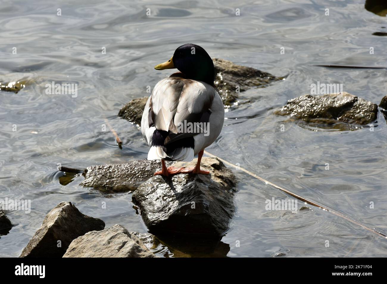 Ducks at Lake Murray, La Mesa Stock Photo - Alamy