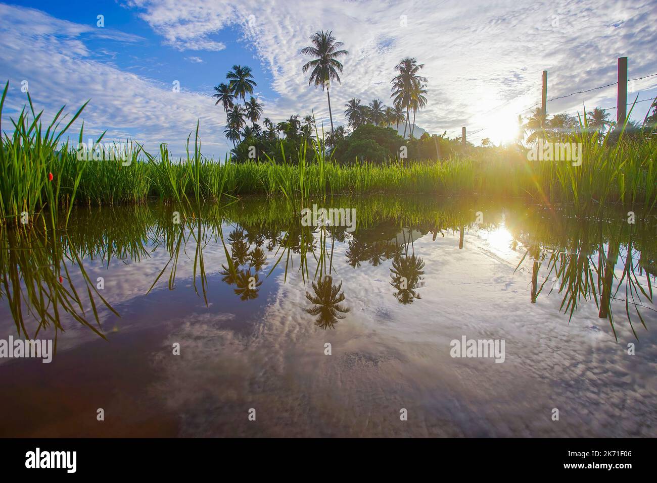 Padi field malaysia palm hi-res stock photography and images - Alamy