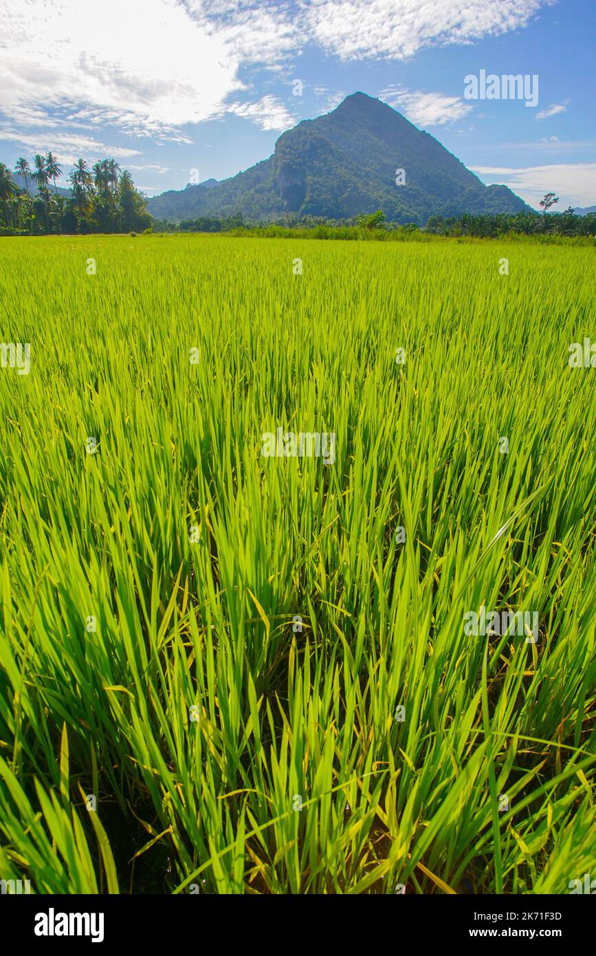 Rice field in kedah malaysia hi-res stock photography and images - Alamy