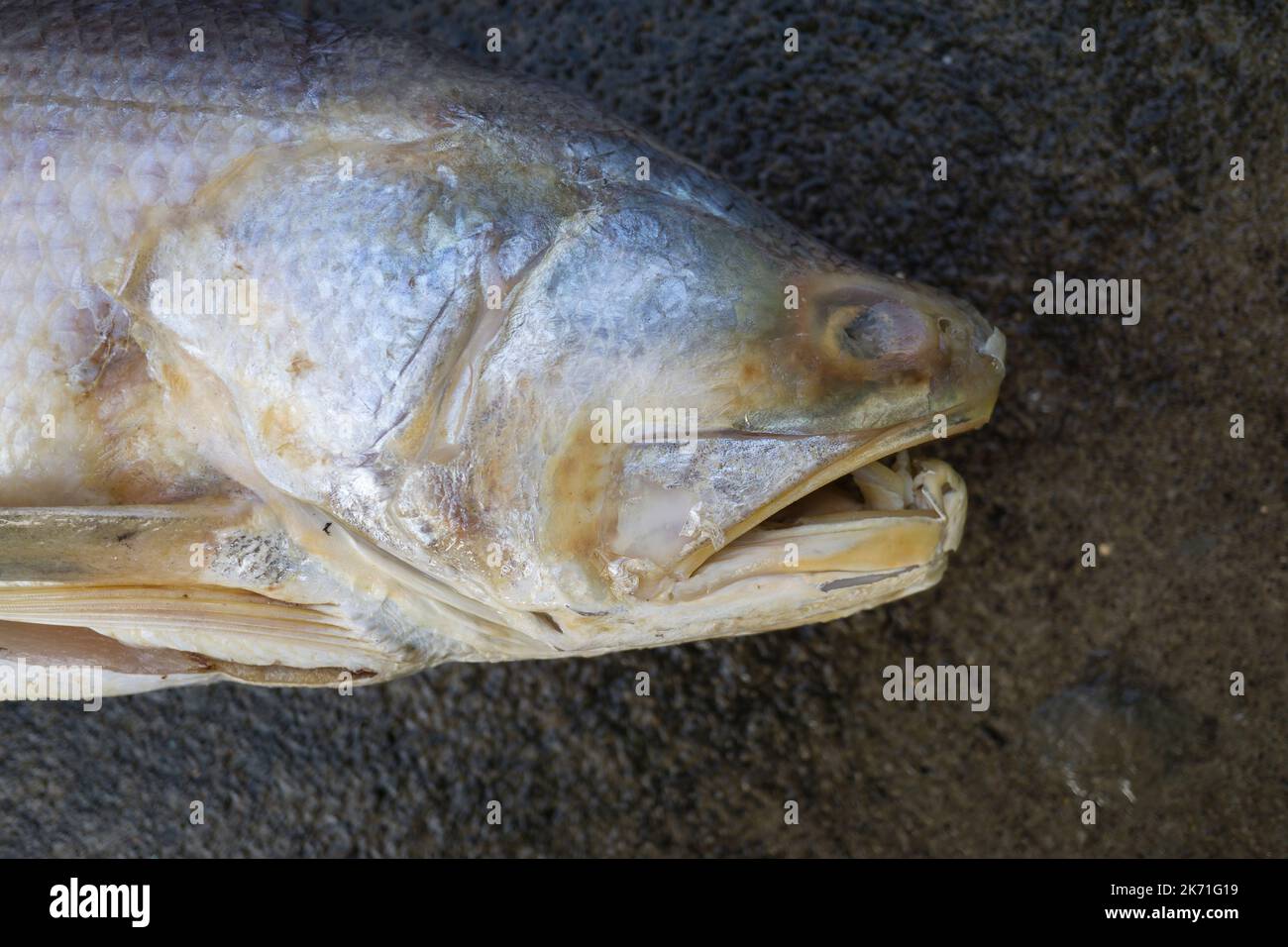 Close up snapper isolated on a white background Stock Photo - Alamy