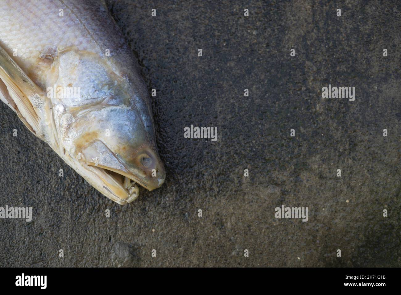 Close up snapper isolated on a white background Stock Photo - Alamy