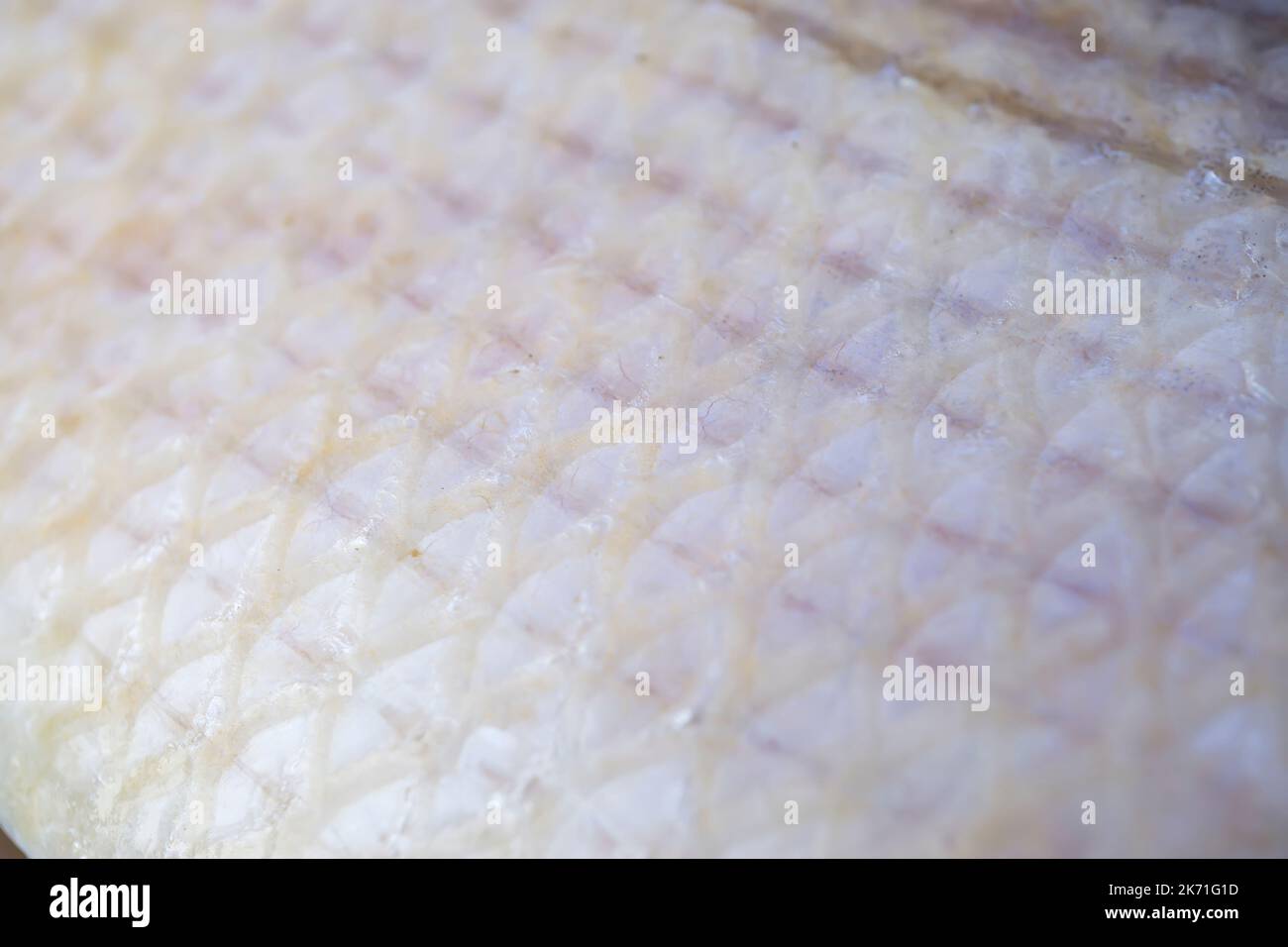 Close up snapper isolated on a white background Stock Photo - Alamy