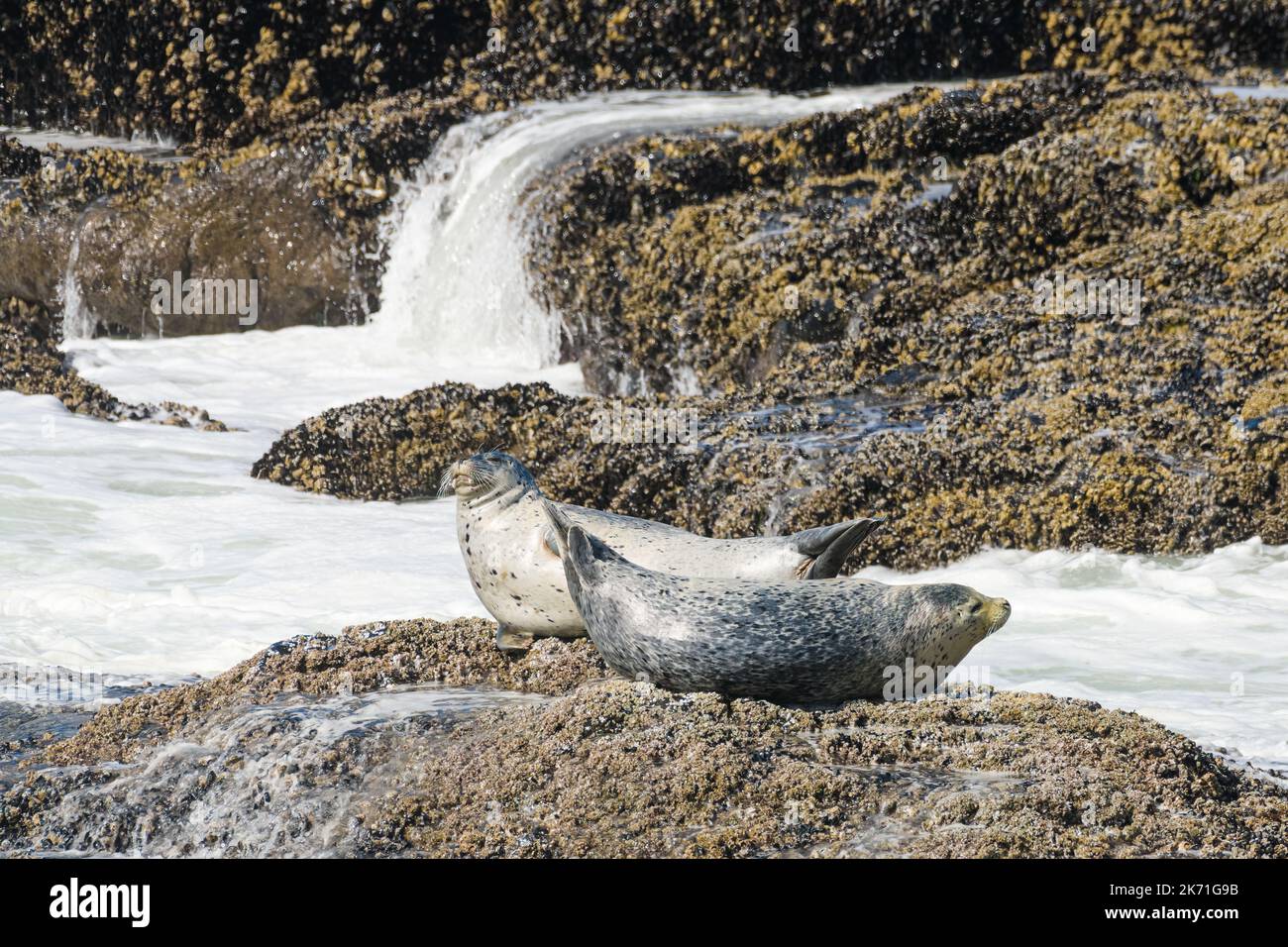 Couple seals above water hi-res stock photography and images - Alamy