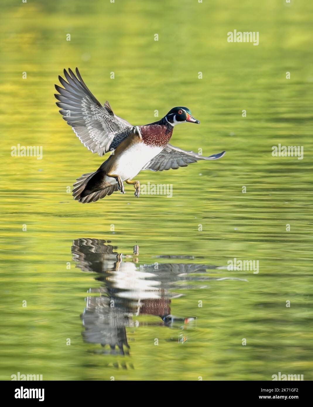 Drake wood duck in flight hi-res stock photography and images - Alamy