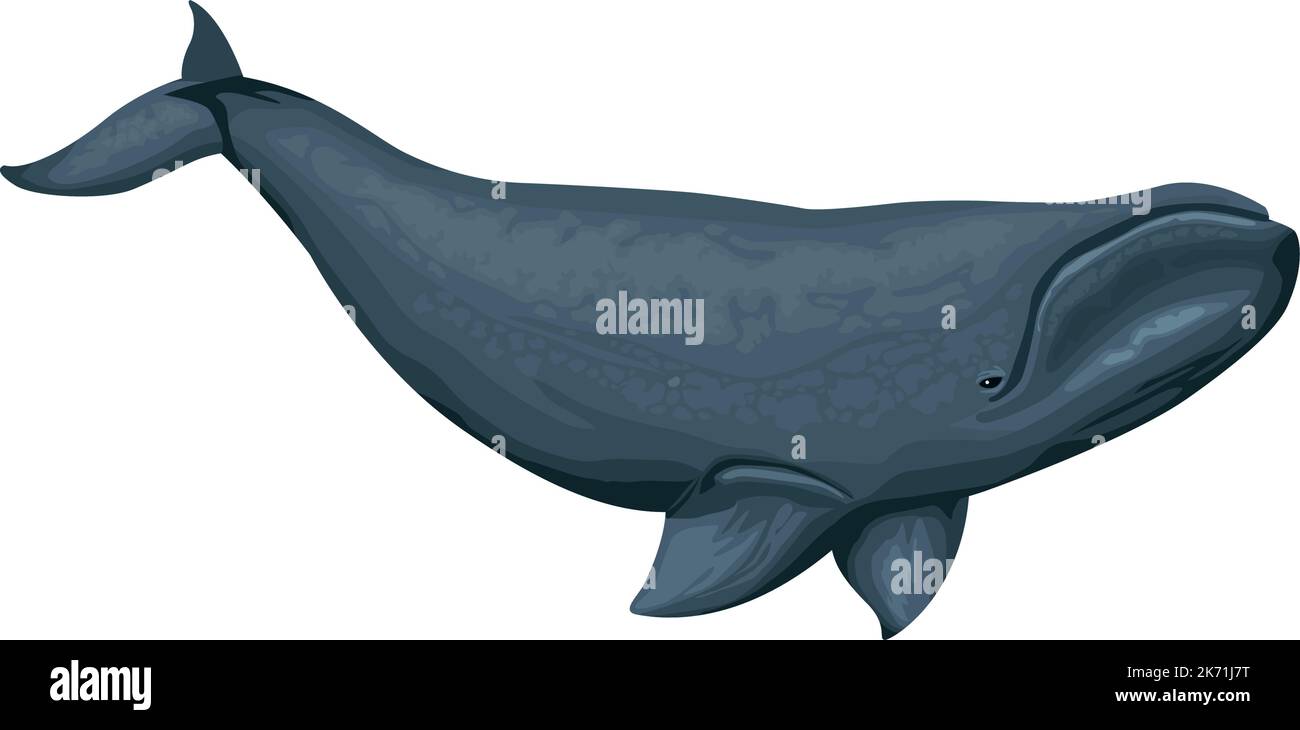 Pilot whale Stock Vector Images - Alamy