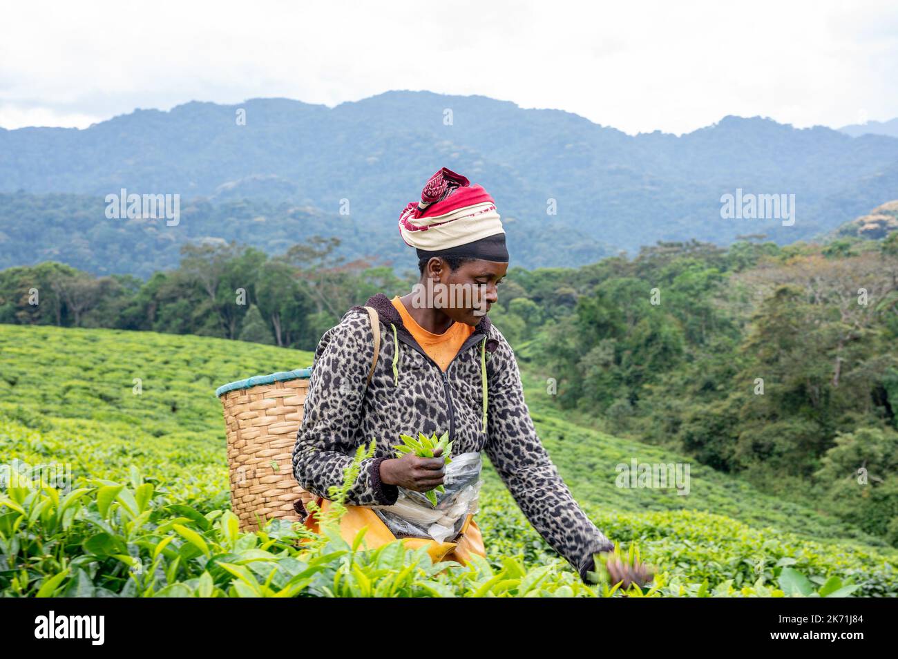 Uwinka, Rwanda. 27th Sep, 2022. A tea picker works in a plantation on ...