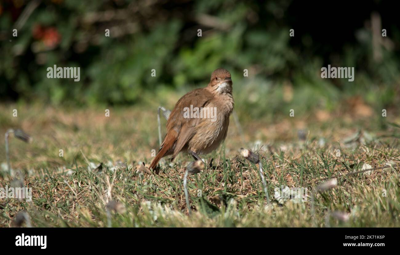 portrait of a Furnarius rufus in the park Stock Photo - Alamy