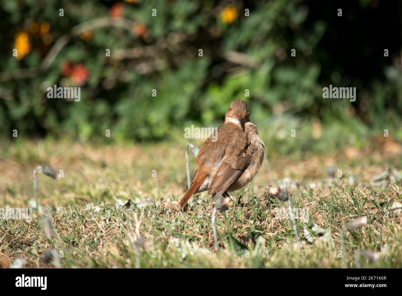 Furnarius hi-res stock photography and images - Alamy