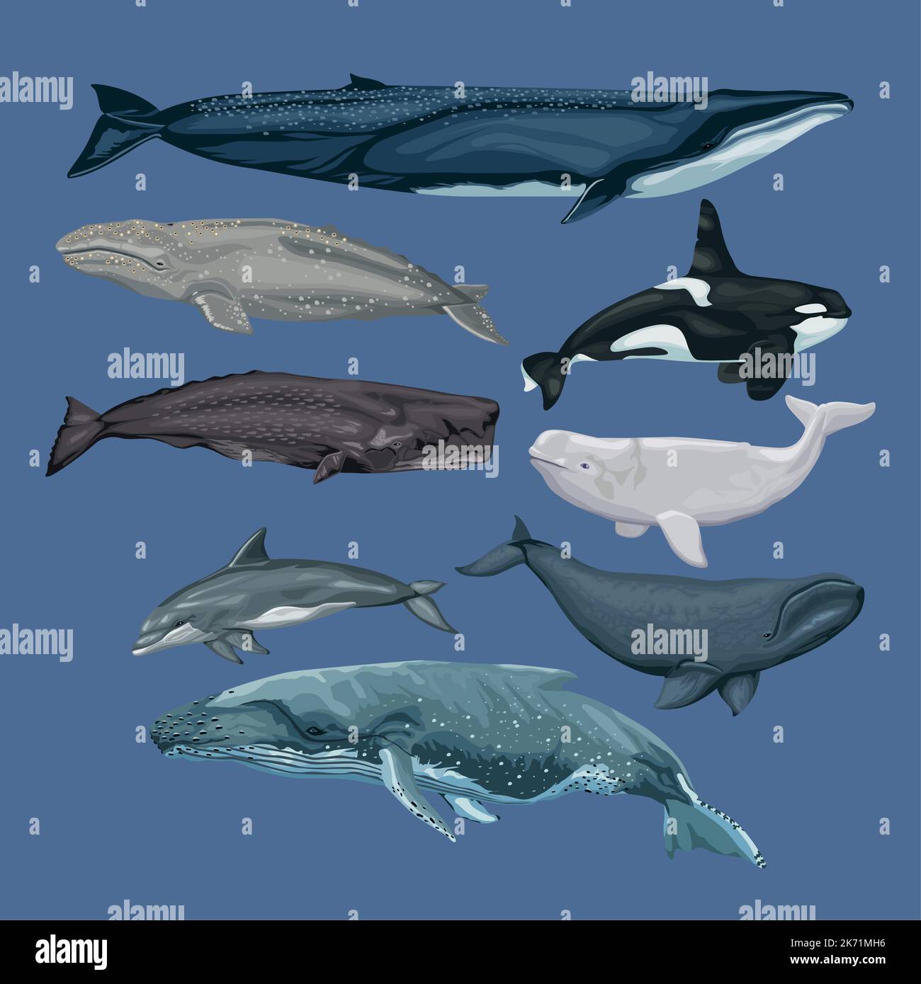 Bottlenose whales Stock Vector Images - Alamy