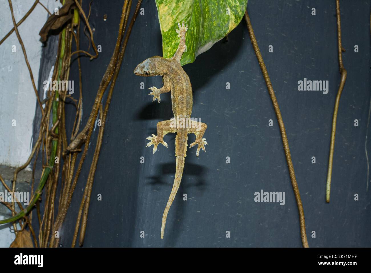 Photo of lizard hi-res stock photography and images - Alamy