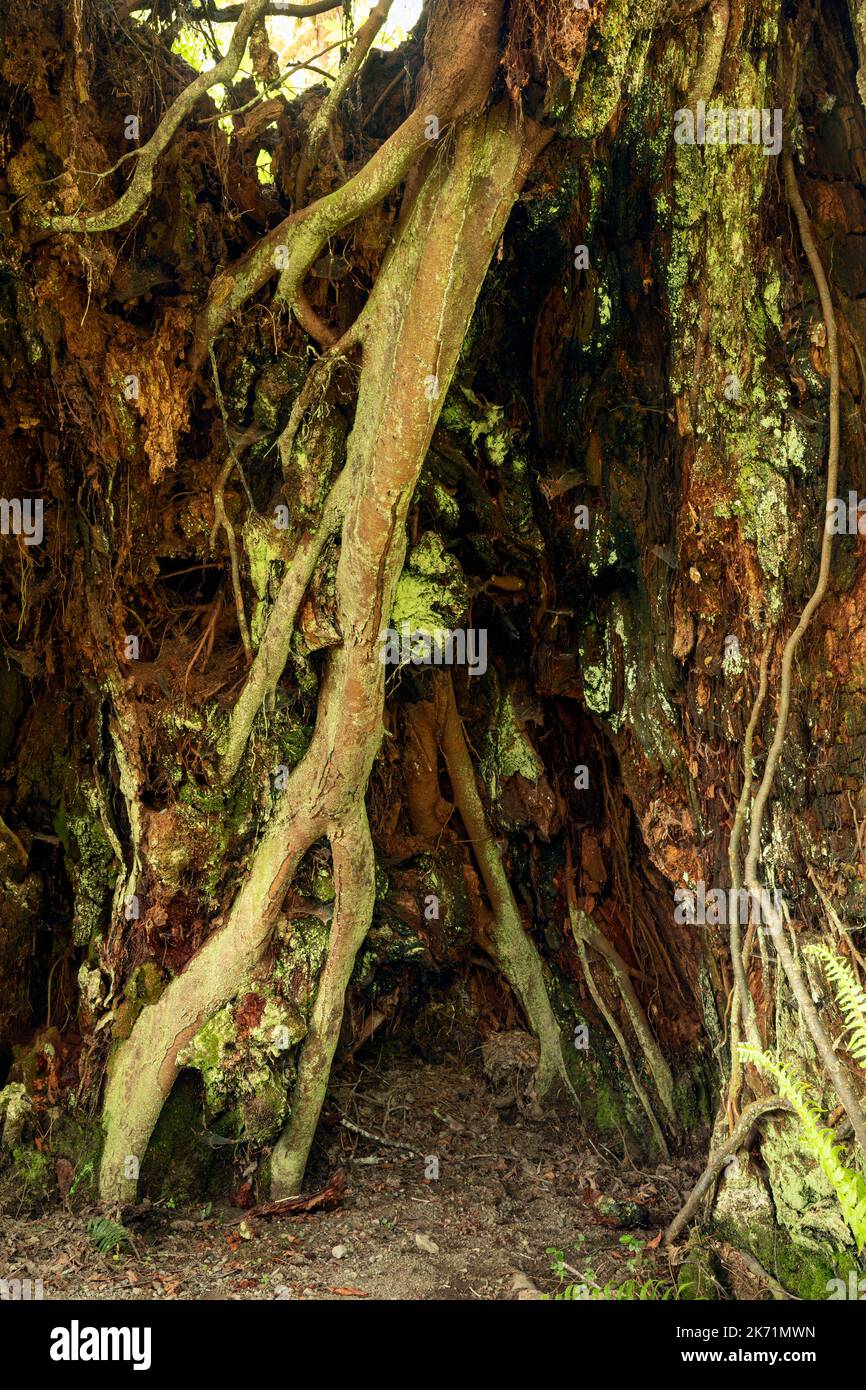 Tree ferns and perfectly hi-res stock photography and images - Alamy