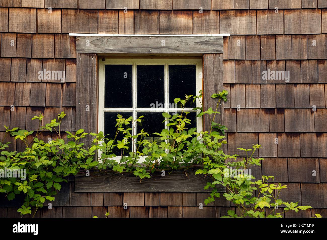 WA22283-00...WASHINGTON - Blackberry vine winding up the wall of the ...