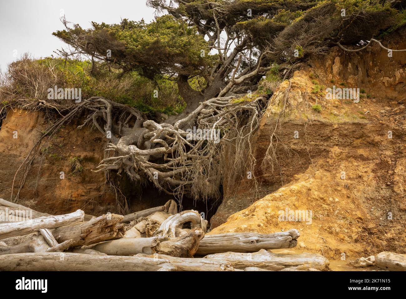 Driftwood campground hi-res stock photography and images - Alamy