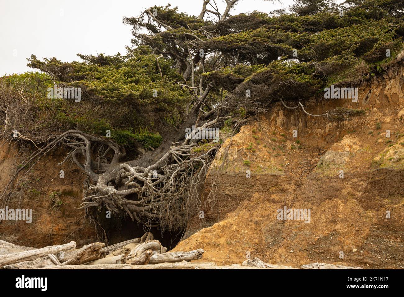 WA22288-00...WASHINGTON - Called "The Tree of Life" because of its ...