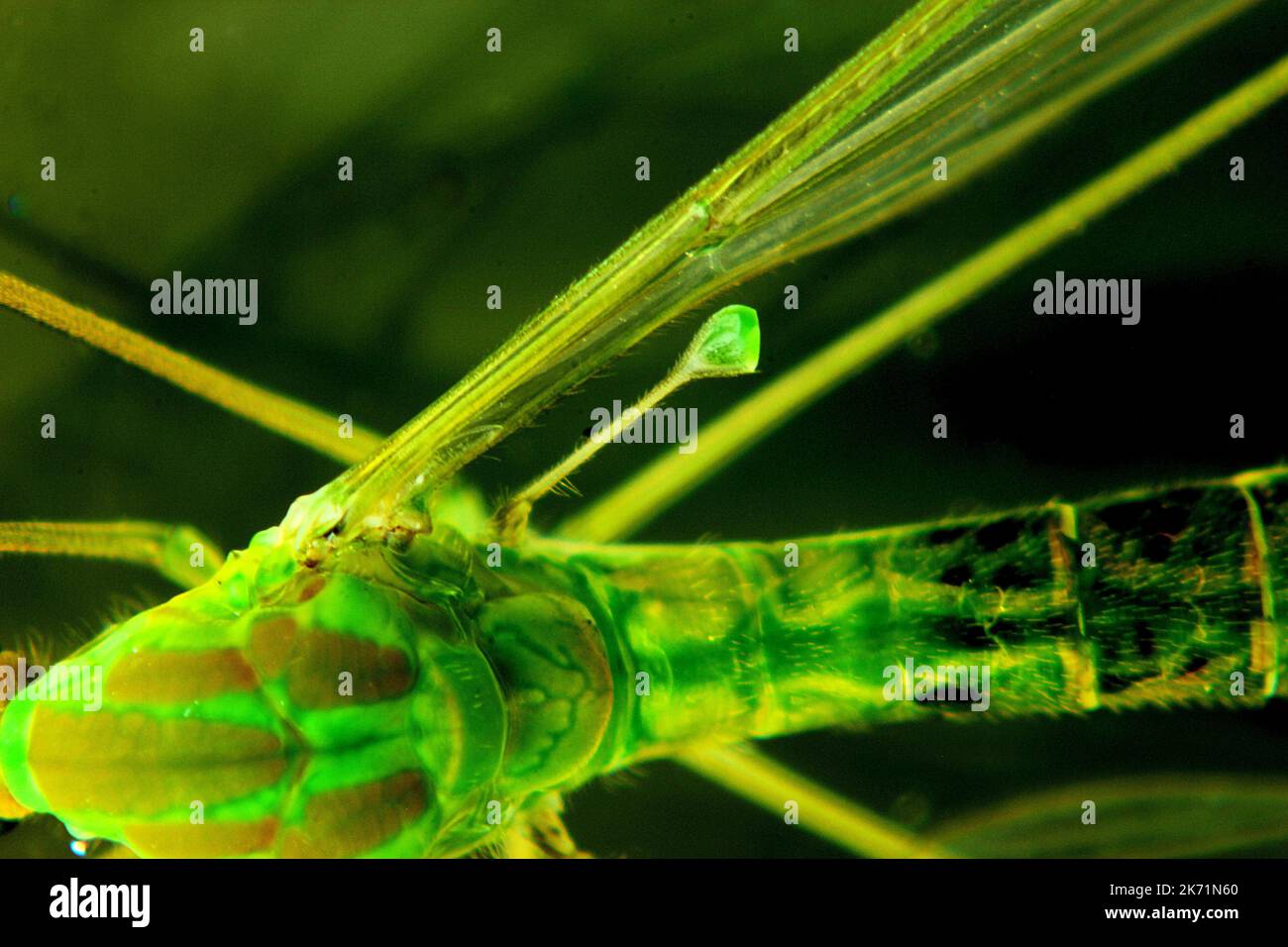 Cranefly (Diptera) halteres used for balance during flight Stock Photo ...