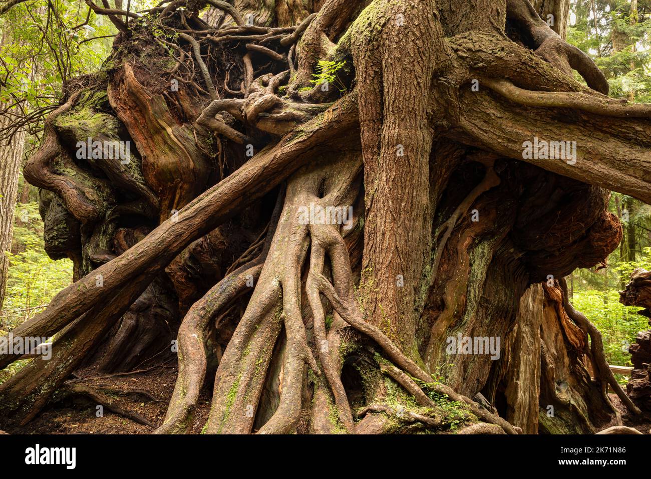 WA22296-00...WASHINGTON - Base of old Western Red Cedar tree with a ...