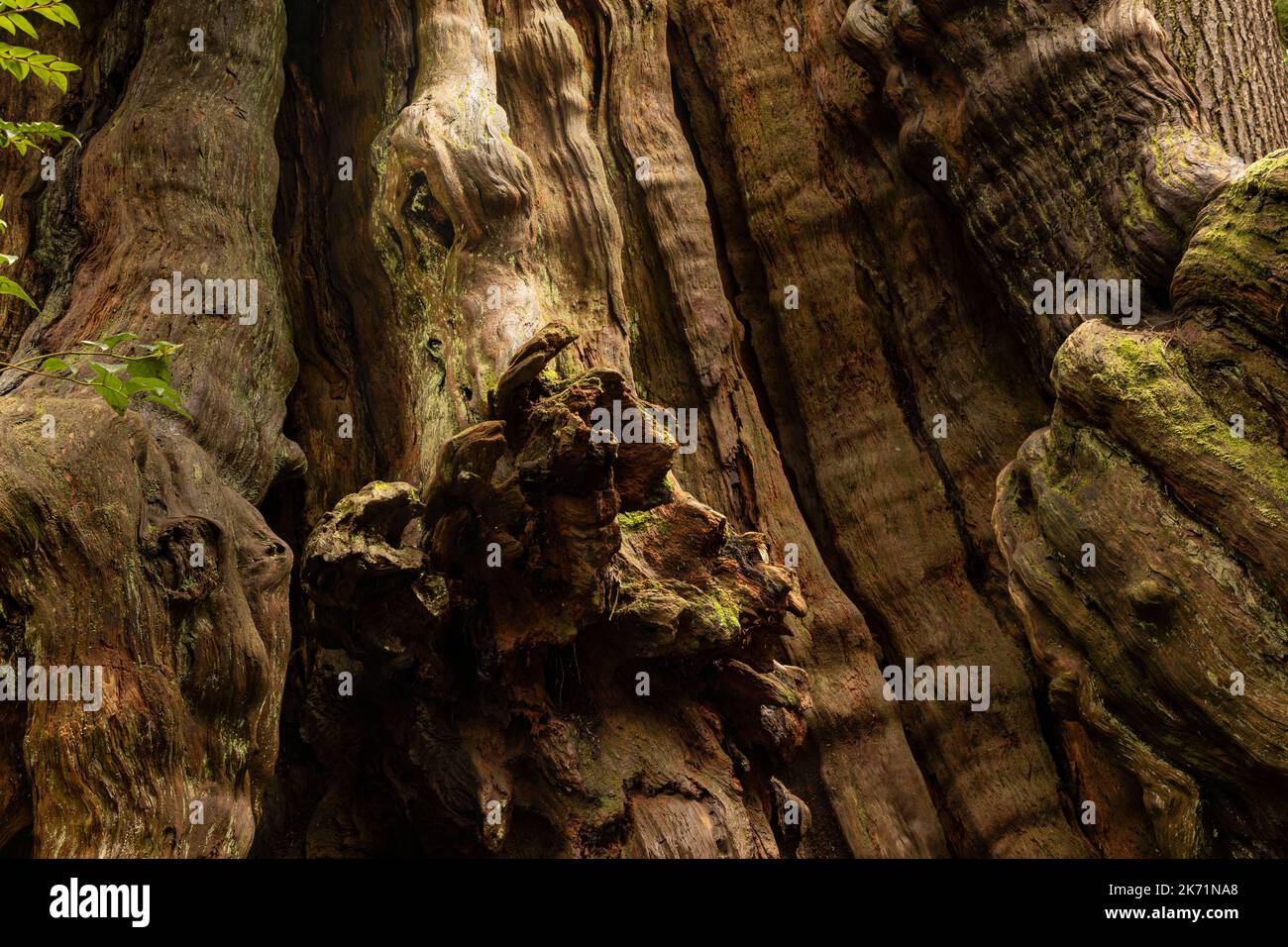 WA22297-00...WASHINGTON - Base of the Big Cedar Tree, where some people ...