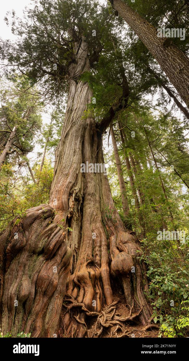 WA22304-00...WASHINGTON - Old Western Red Cedar in the Grove of Big ...