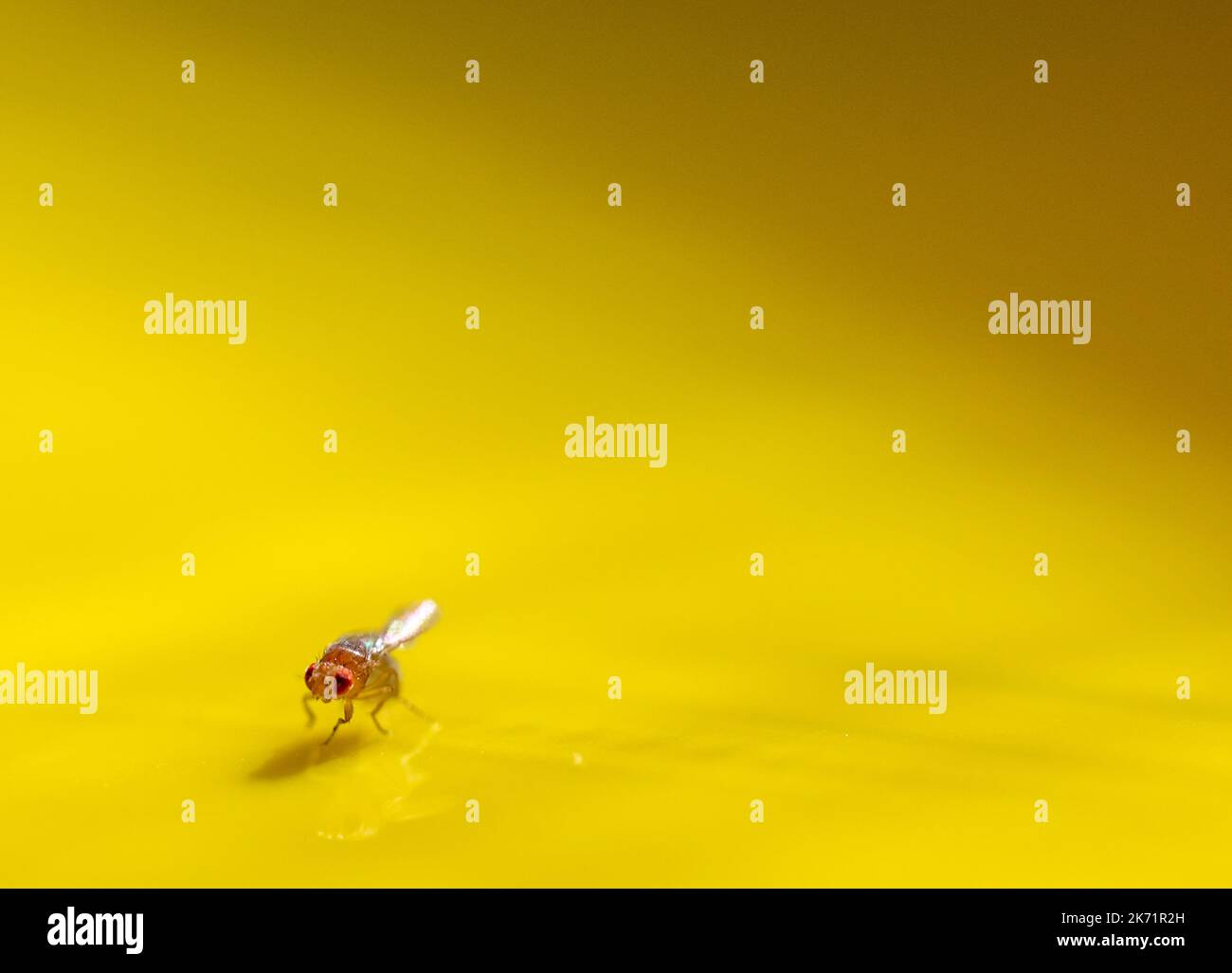 Macro of a single fruit fly caught on a sticky paper trap Stock Photo ...
